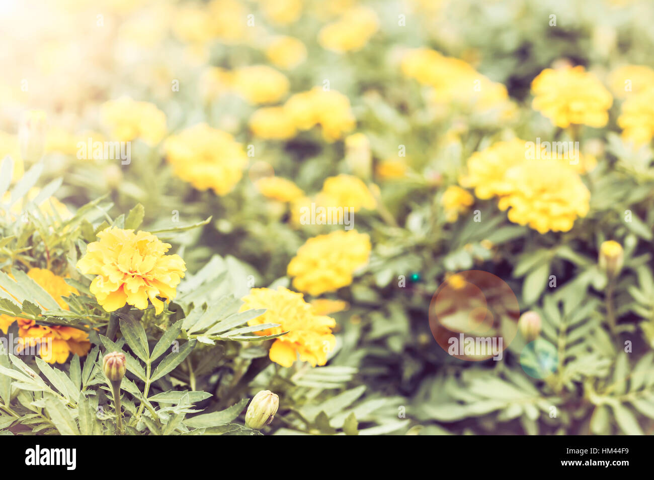 Selective focus flowers background. Amazing view of colorful flowering ...
