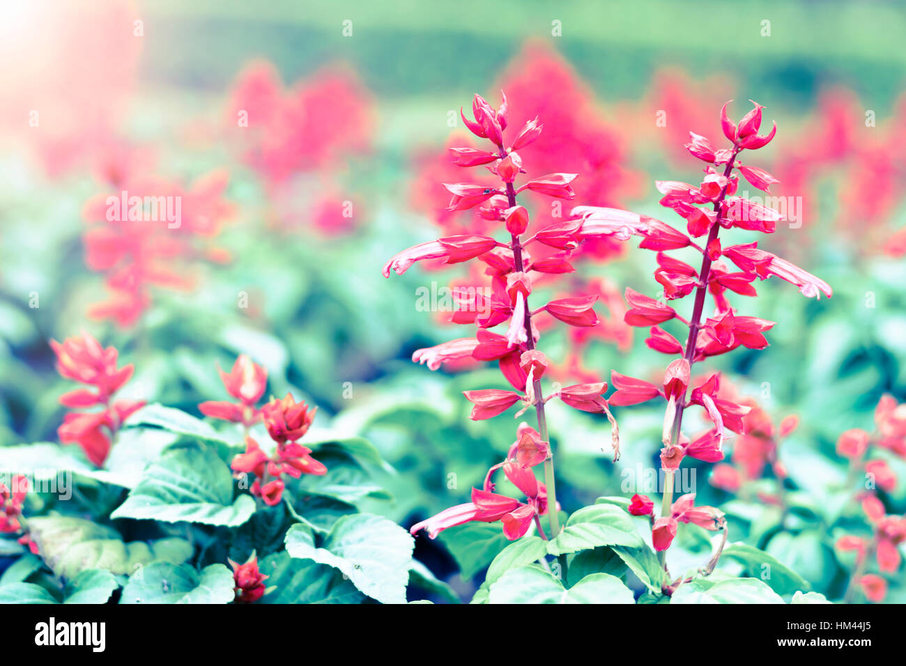 Selective focus flowers background. Amazing view of colorful flowering ...