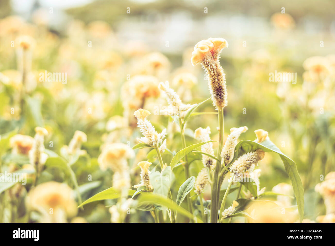 Selective focus flowers background. Amazing view of colorful flowering ...