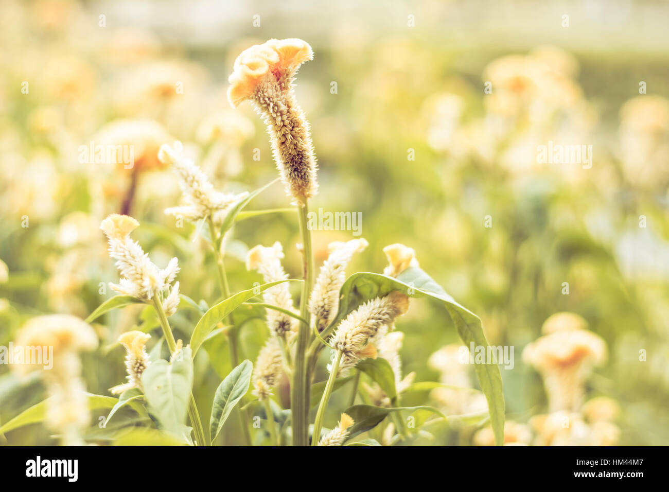 Selective focus flowers background. Amazing view of colorful flowering ...