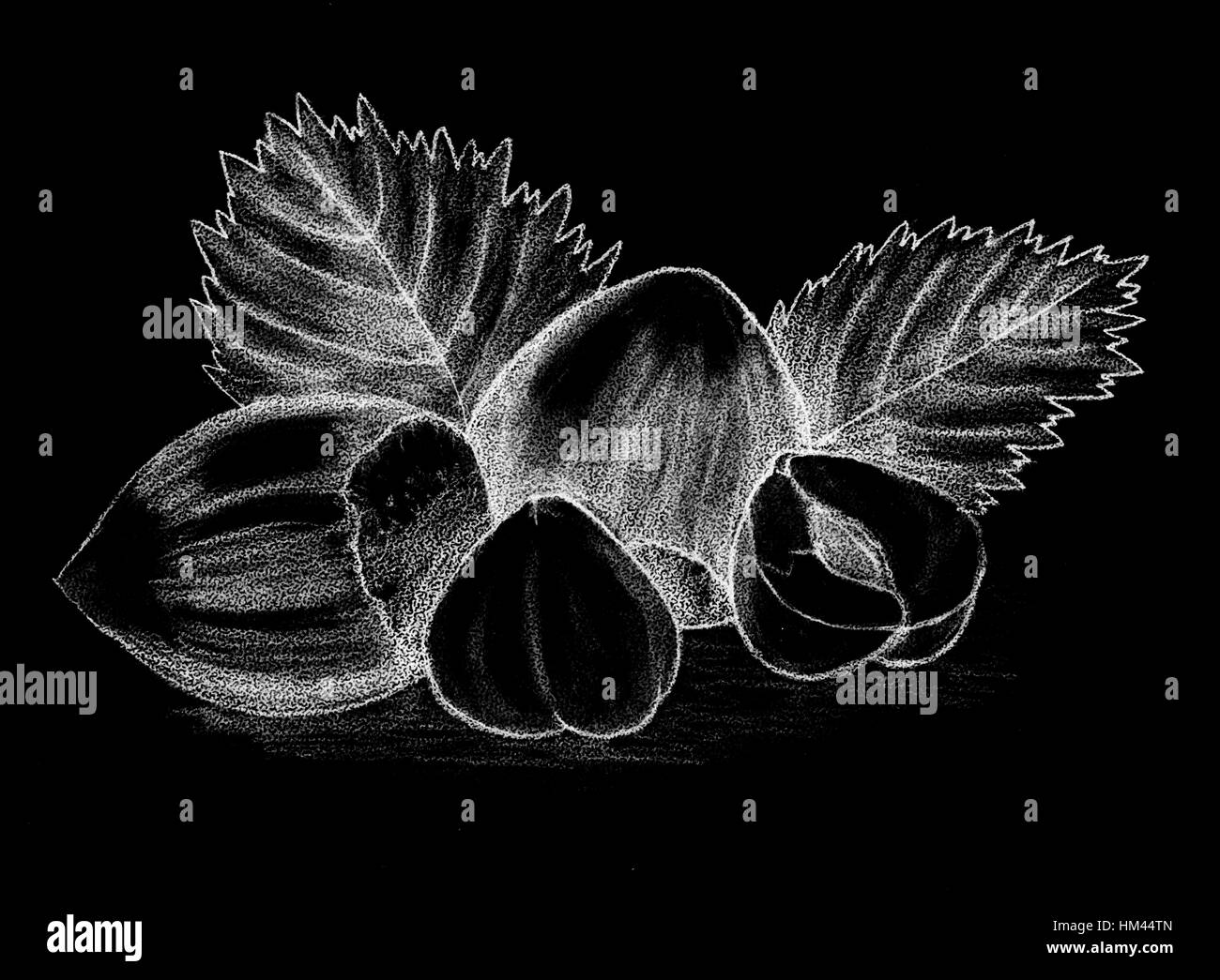 Nut - hazelnut. Hand drawn sketch pencil fruits. The whole fruit. Open ...