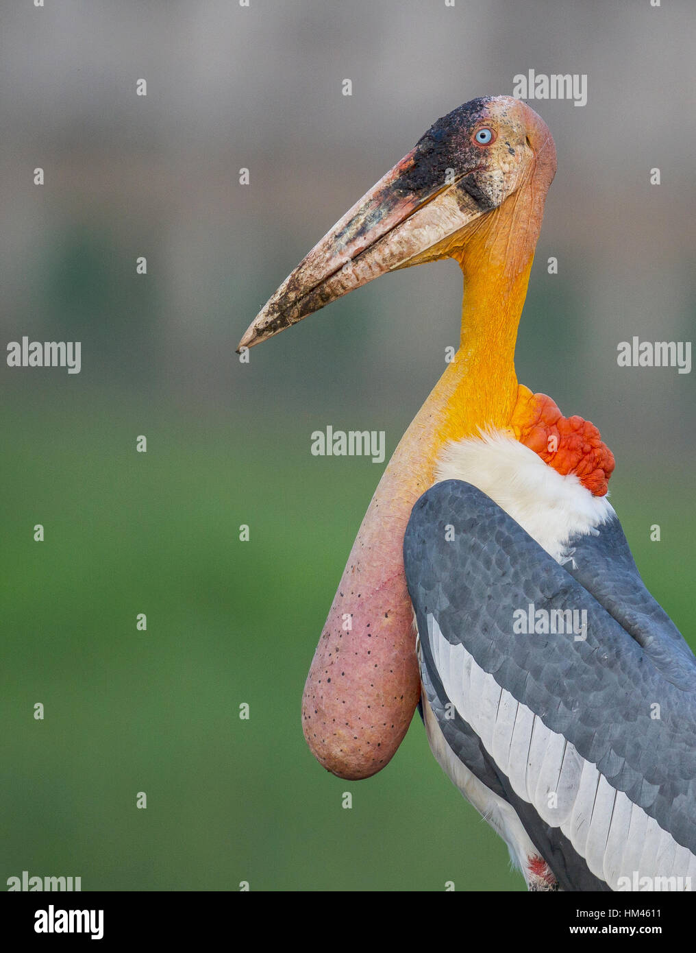 Greater Adjutant