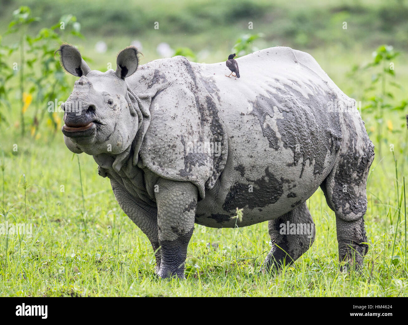 One Horned Rhinoceros Stock Photo - Alamy