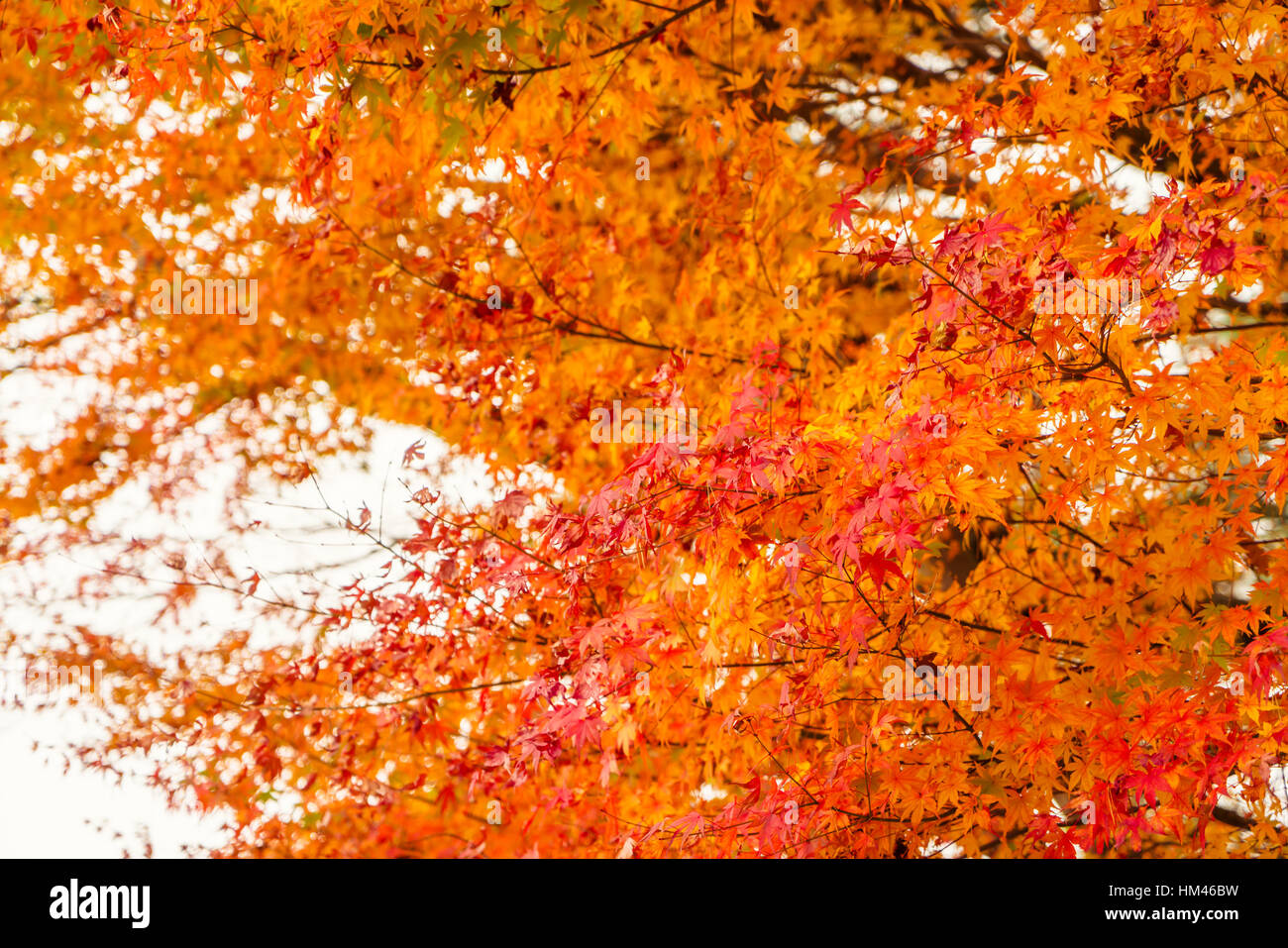 Beautiful Colorful Autumn Leaves Stock Photo - Alamy