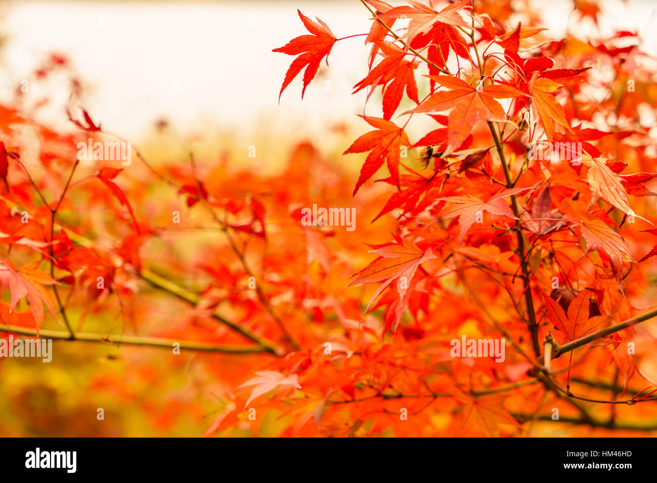 Beautiful Colorful Autumn Leaves Stock Photo - Alamy