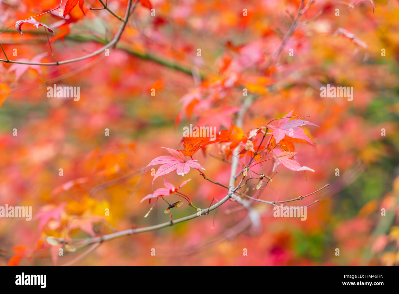 Beautiful Colorful Autumn Leaves Stock Photo - Alamy