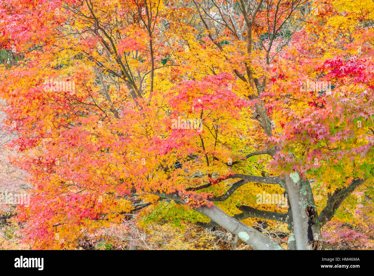 Beautiful Colorful Autumn Leaves Stock Photo - Alamy