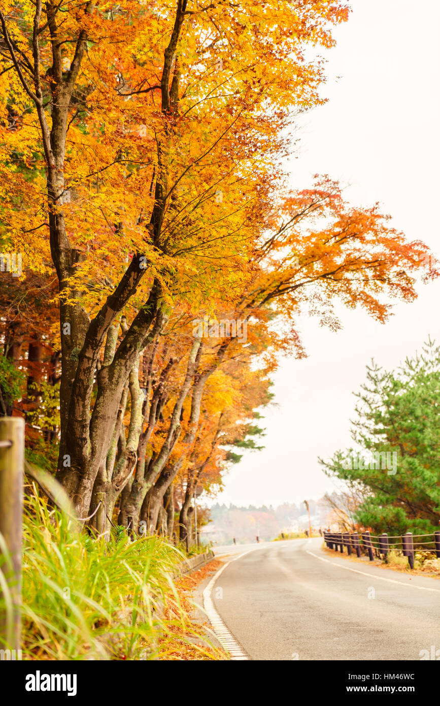 Beautiful Colorful Autumn Leaves Stock Photo - Alamy