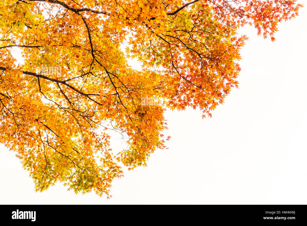 Beautiful Colorful Autumn Leaves Stock Photo - Alamy