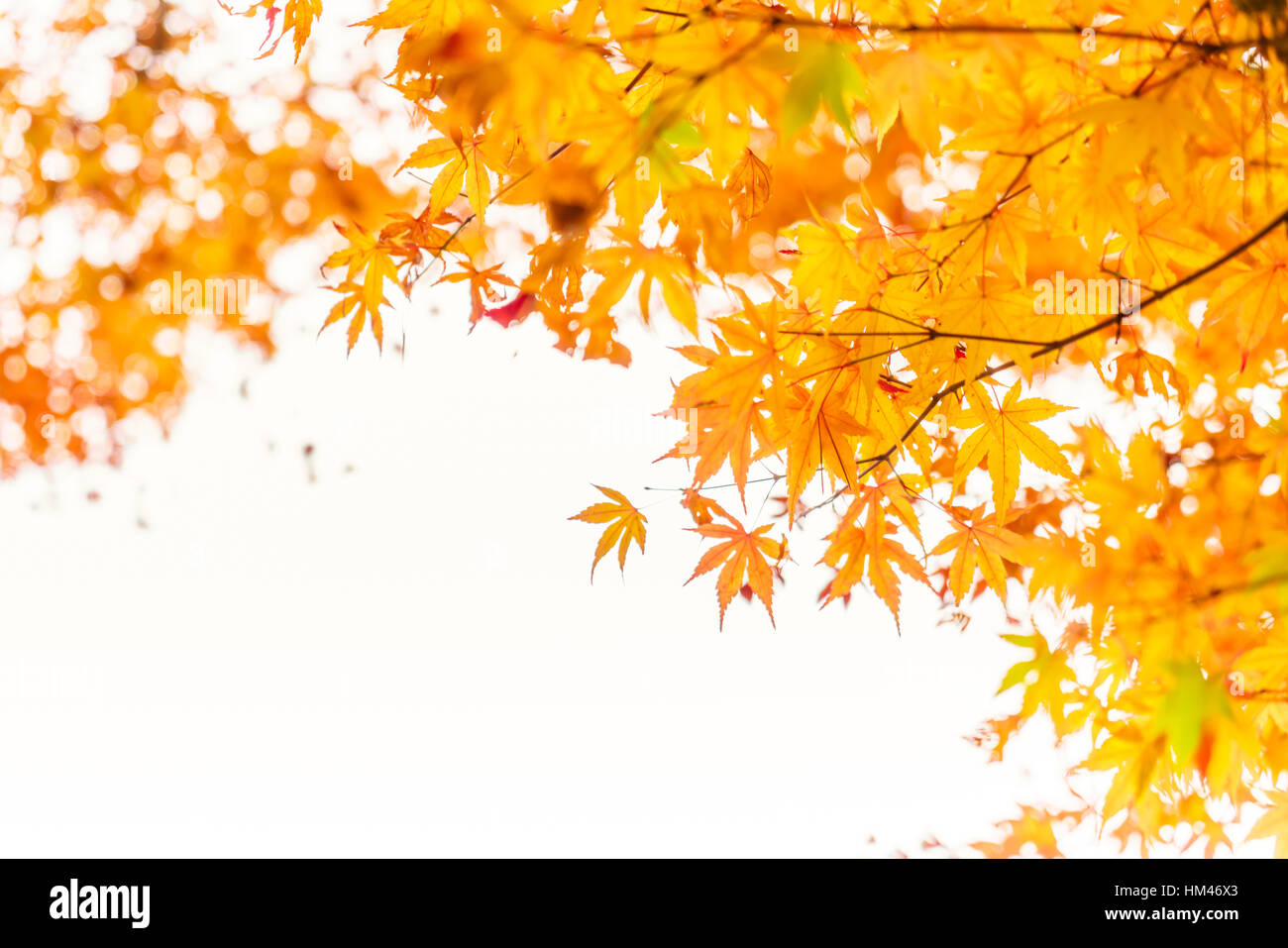 Beautiful Colorful Autumn Leaves Stock Photo - Alamy