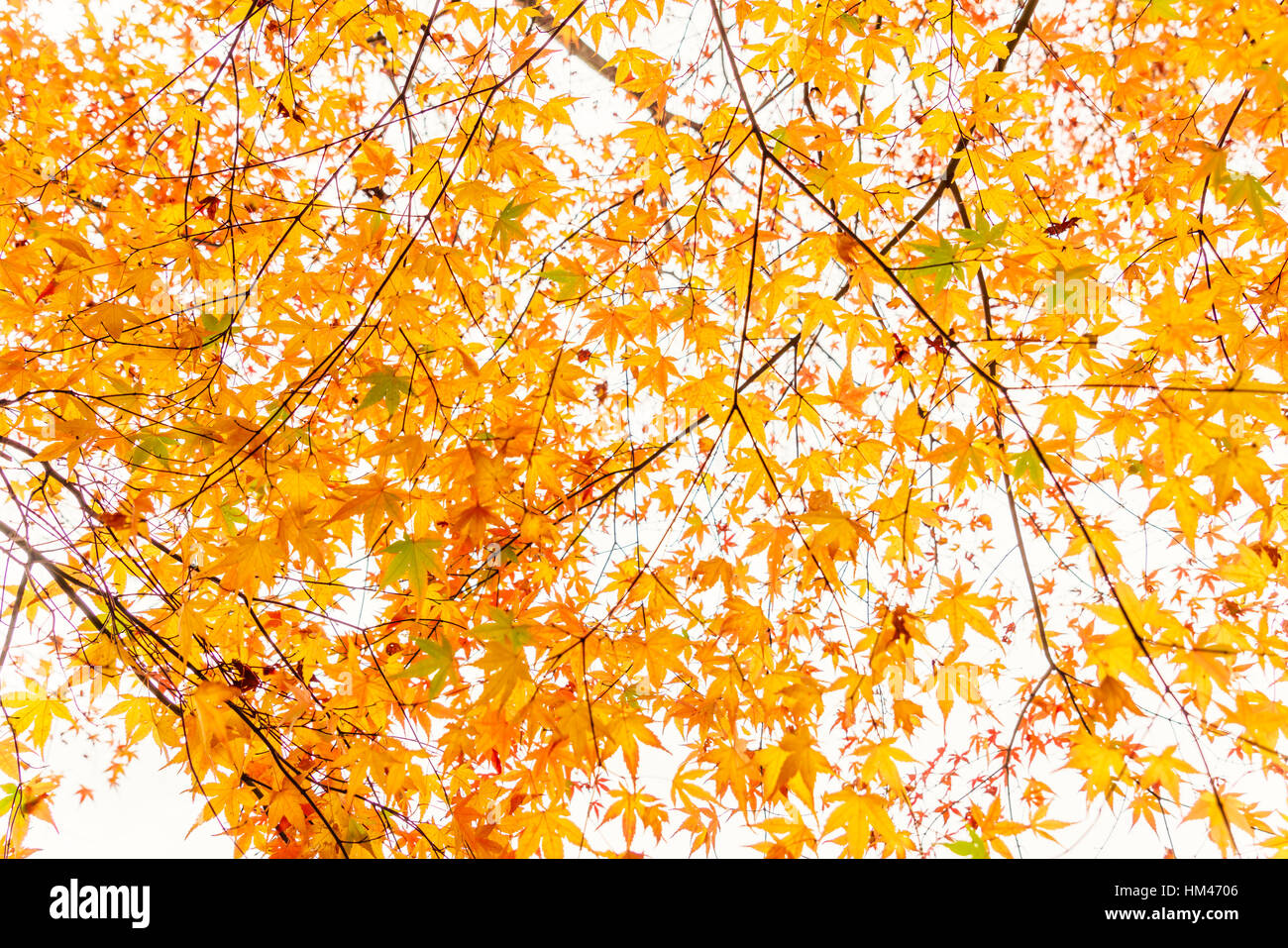 Beautiful Colorful Autumn Leaves Stock Photo - Alamy