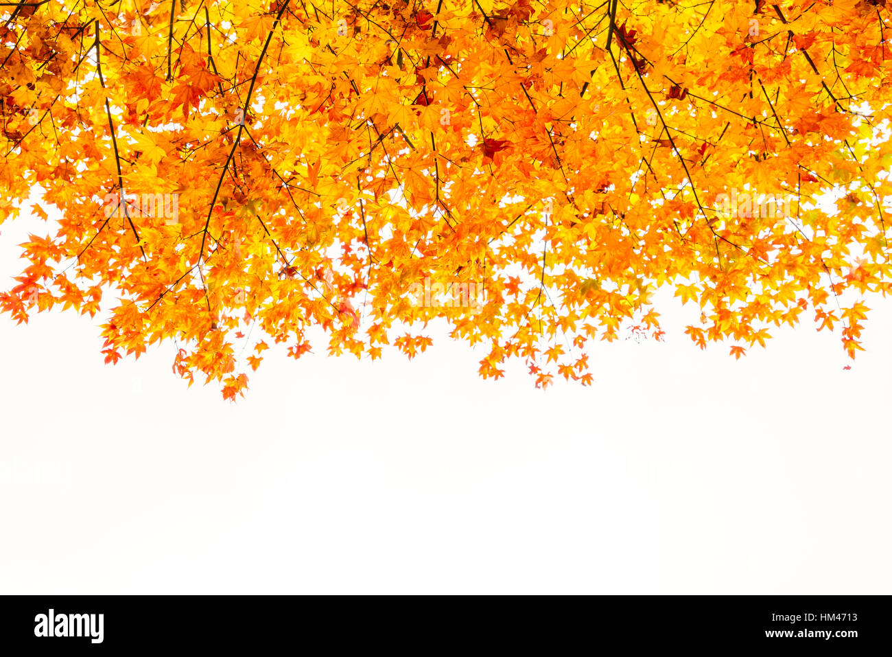 Beautiful Colorful Autumn Leaves Stock Photo - Alamy
