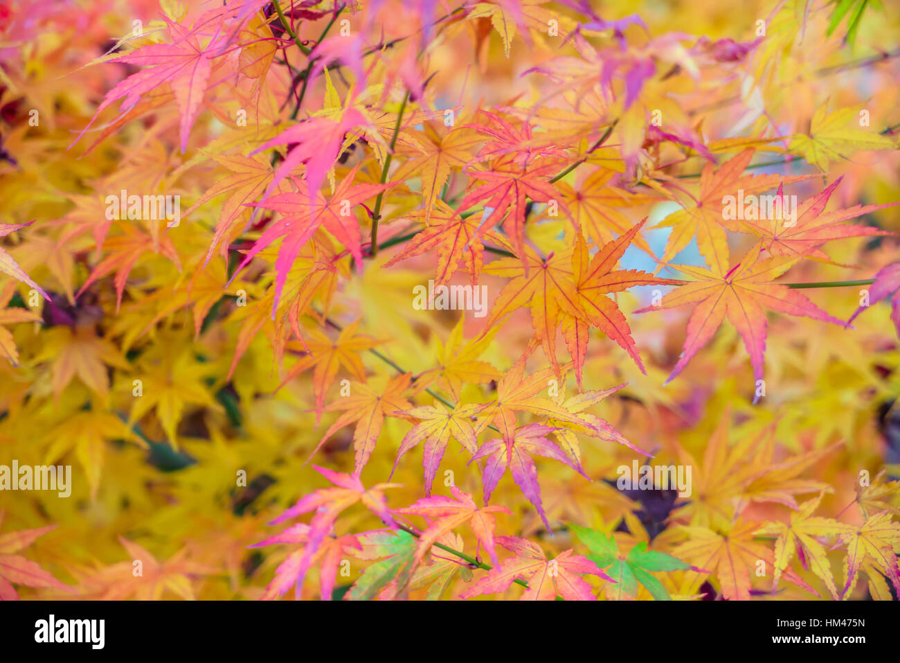 Beautiful Colorful Autumn Leaves Stock Photo - Alamy