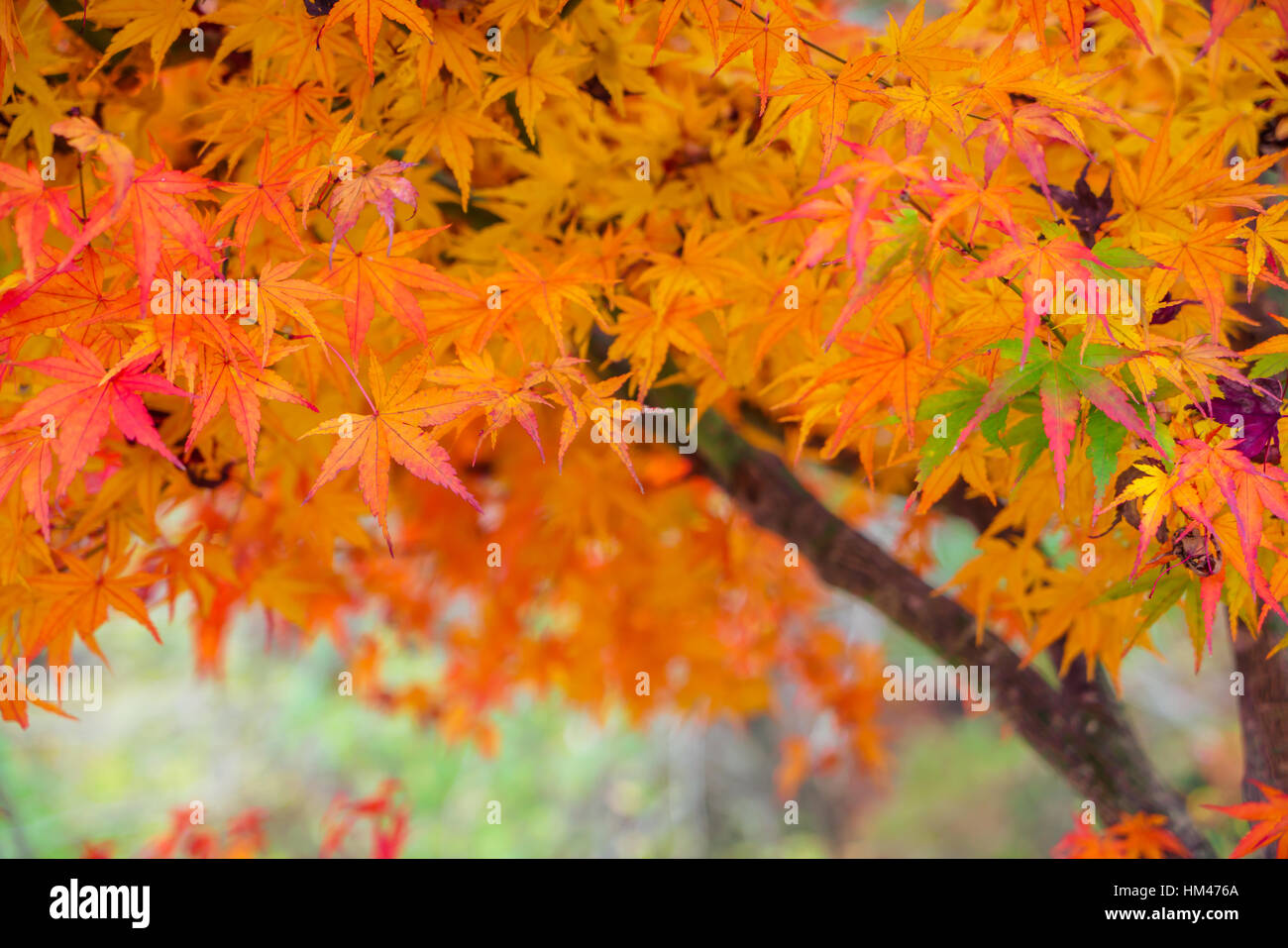 Beautiful Colorful Autumn Leaves Stock Photo - Alamy