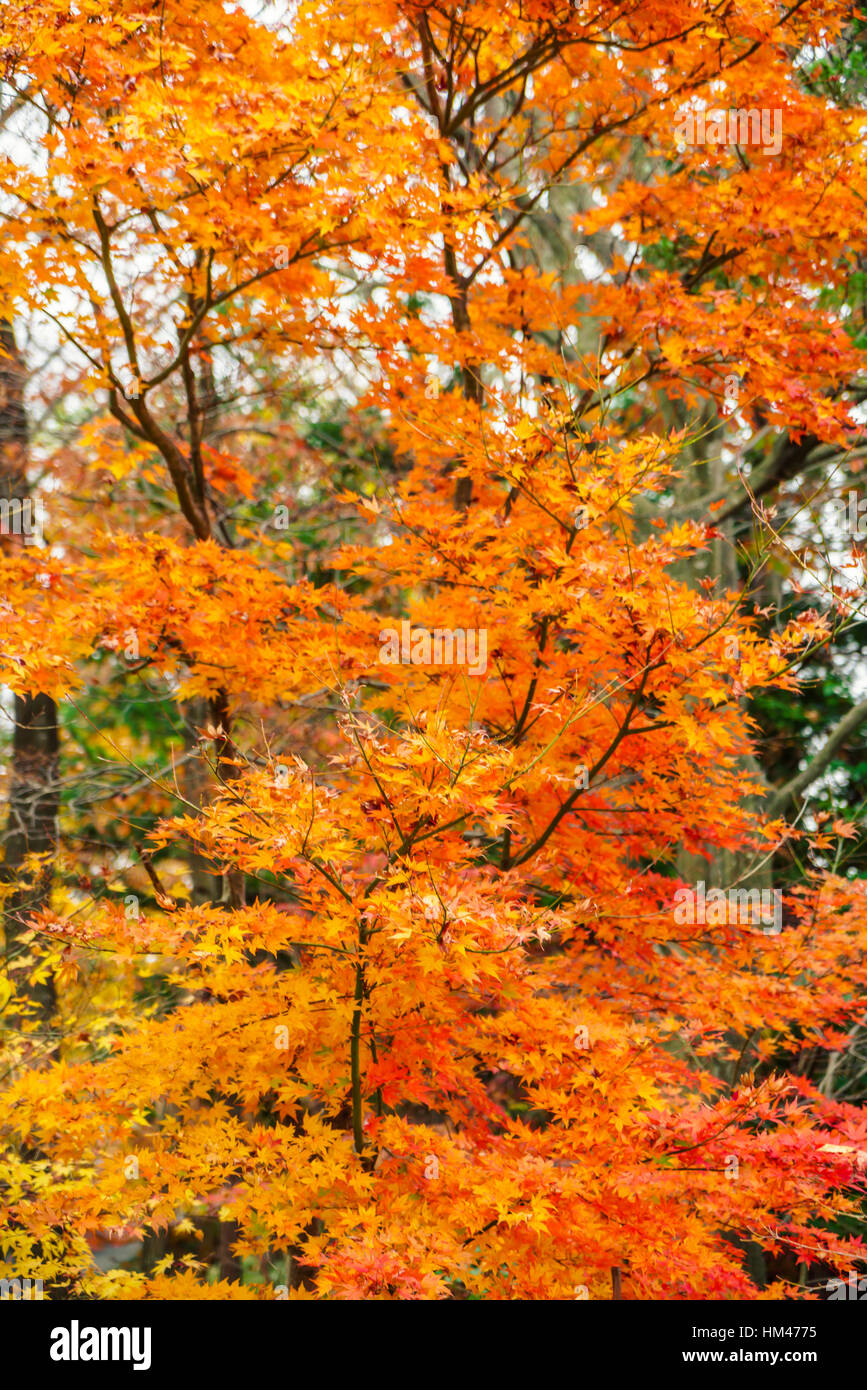 Beautiful Colorful Autumn Leaves Stock Photo - Alamy