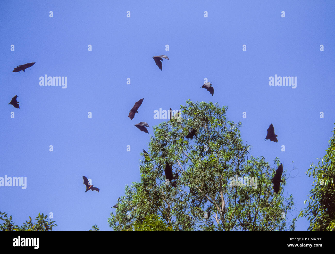 Indian flying fox or Greater Indian fruit bat,(pteropus giganteus ...