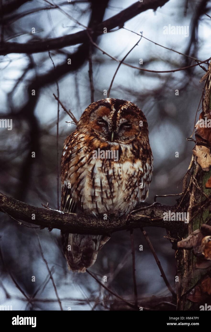 Strix aluco aluco hi-res stock photography and images - Alamy