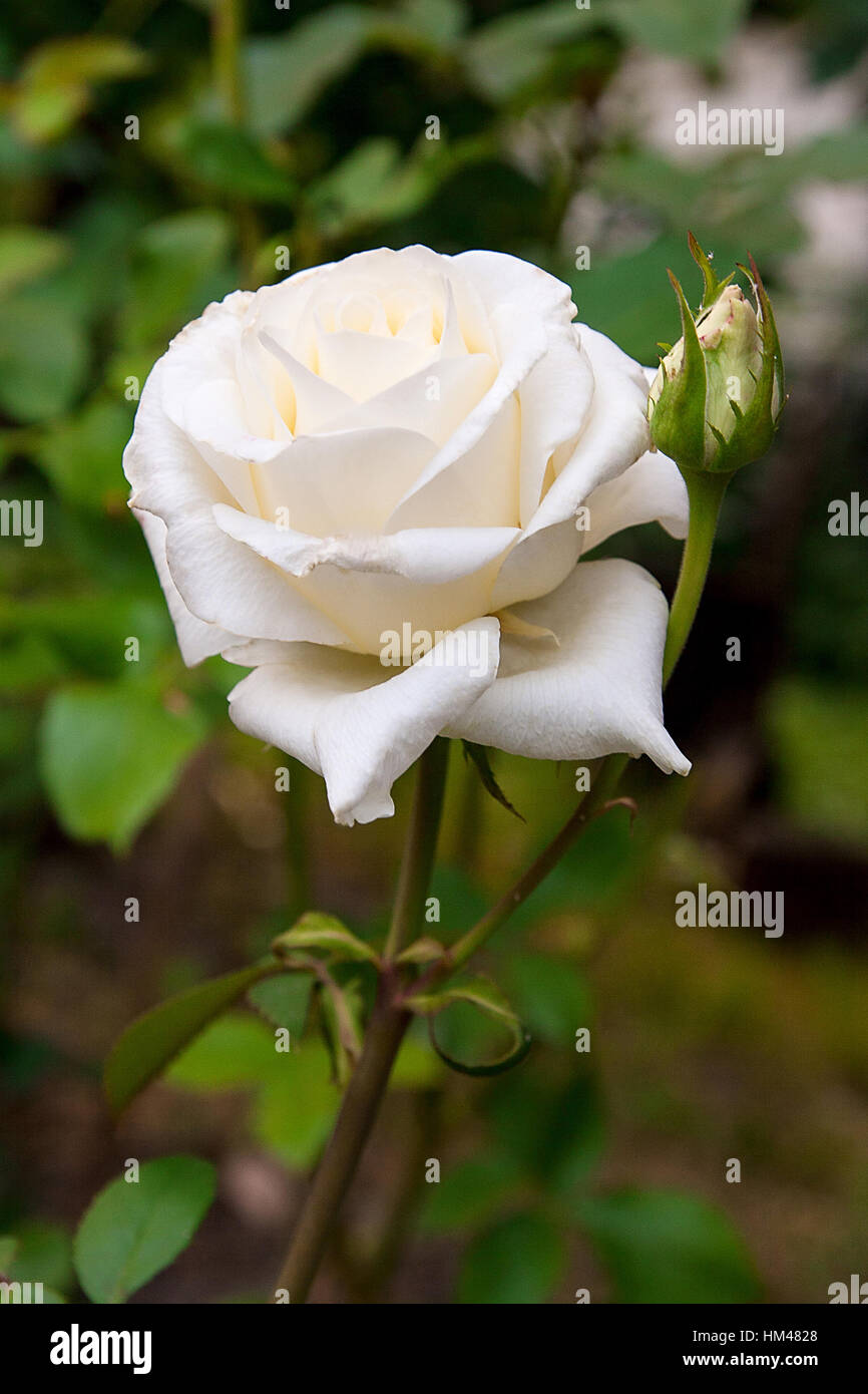 Beautiful white rose in the garden. Artistic image of beautiful flower ...