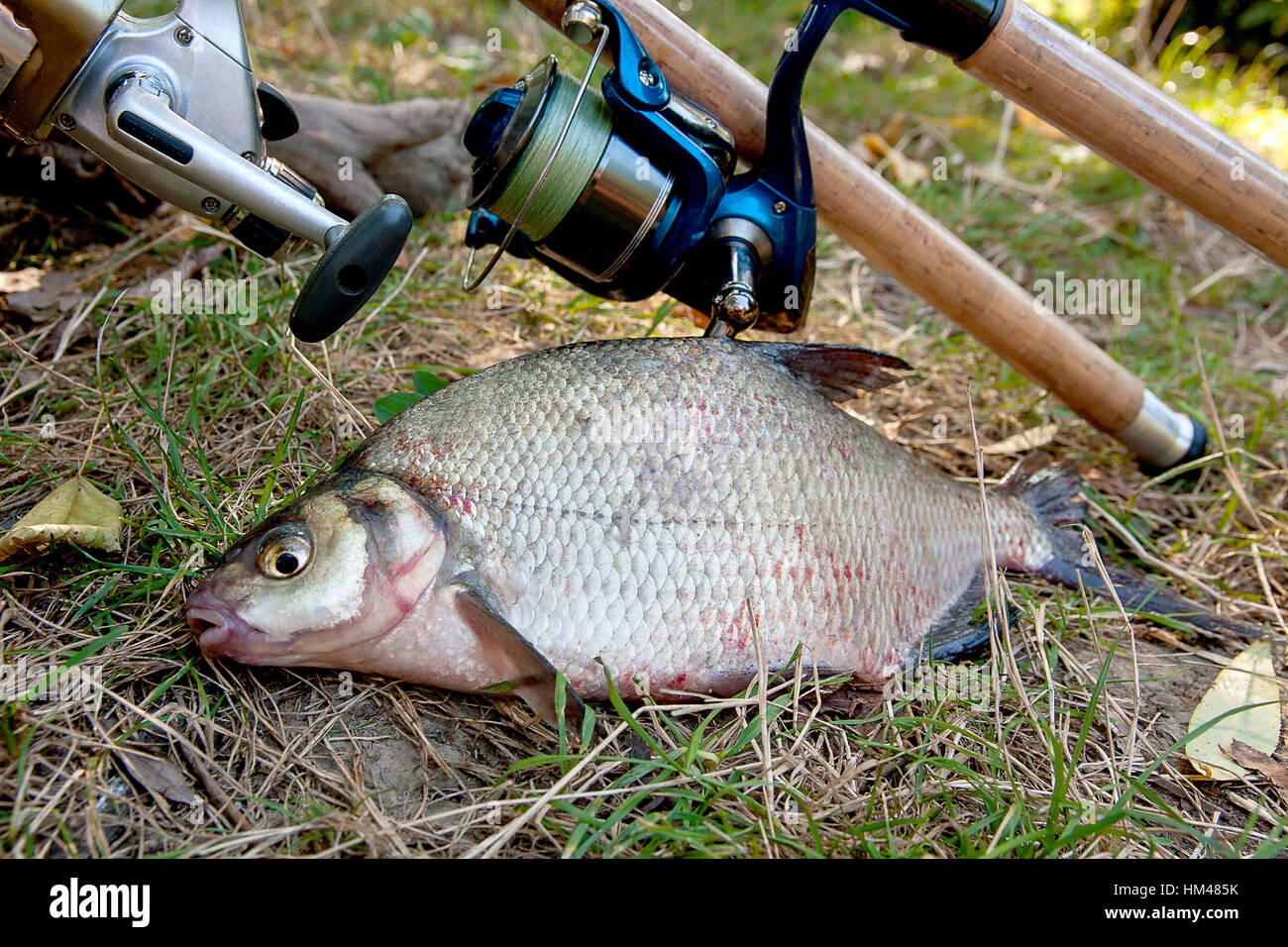 Bream Fishing Tackle