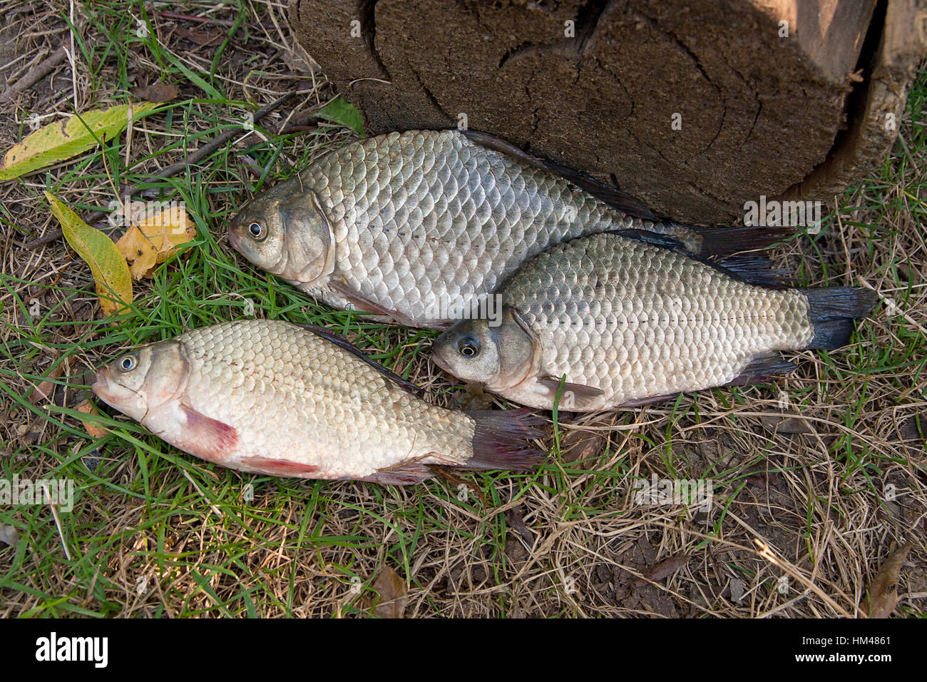 Freshwater fish just taken from the water. Crucian fish or Carassius on ...