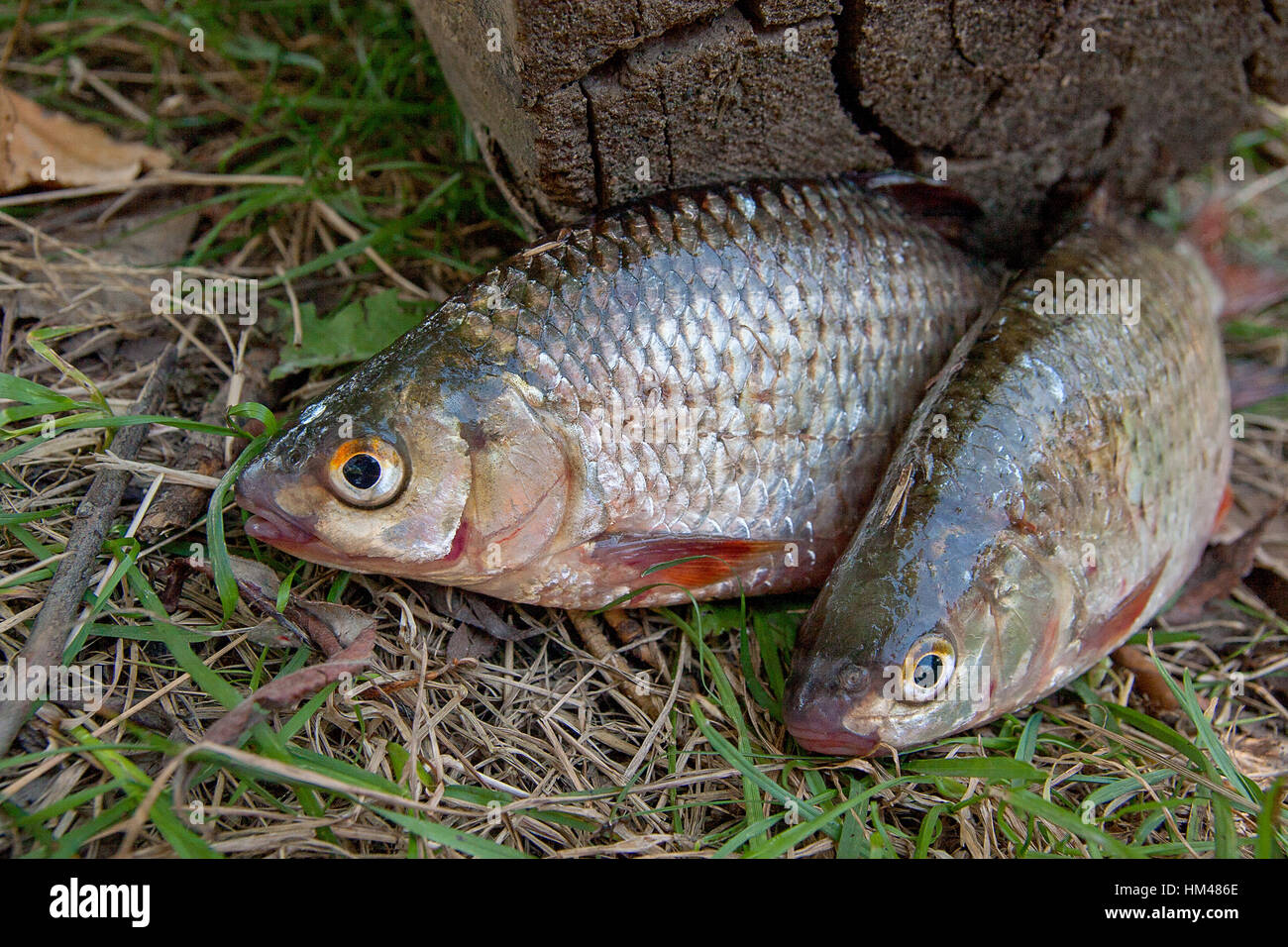Freshwater fish just taken from the water. Several roach fish on green ...