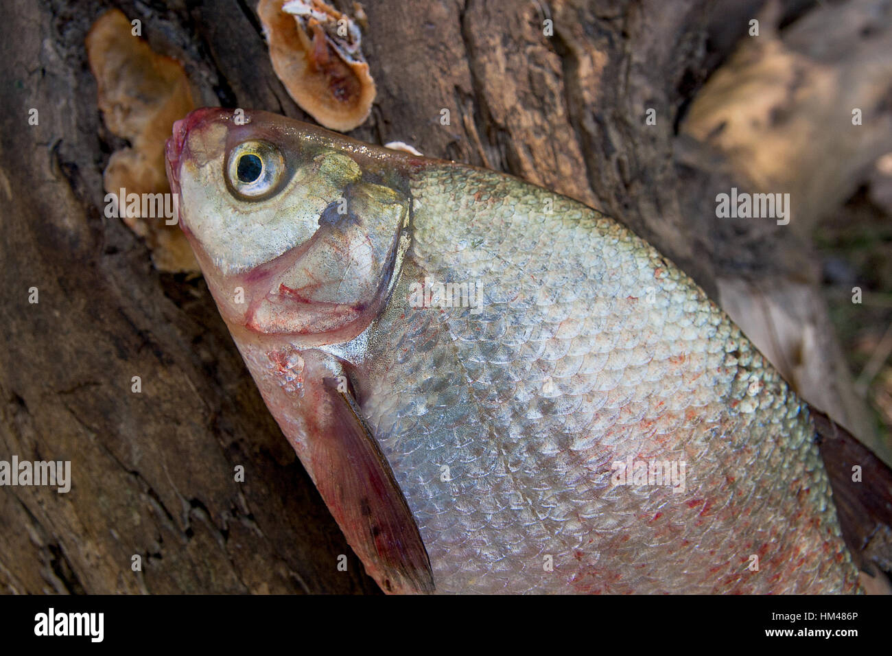 Freshwater fish just taken from the water. Several bream fish on green ...