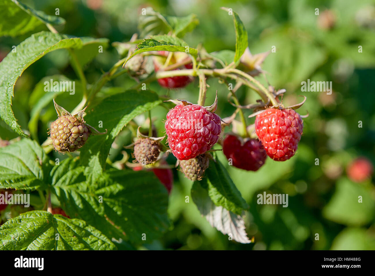 Lots of red ripe raspberries on a bush. Close up of fresh organic ...