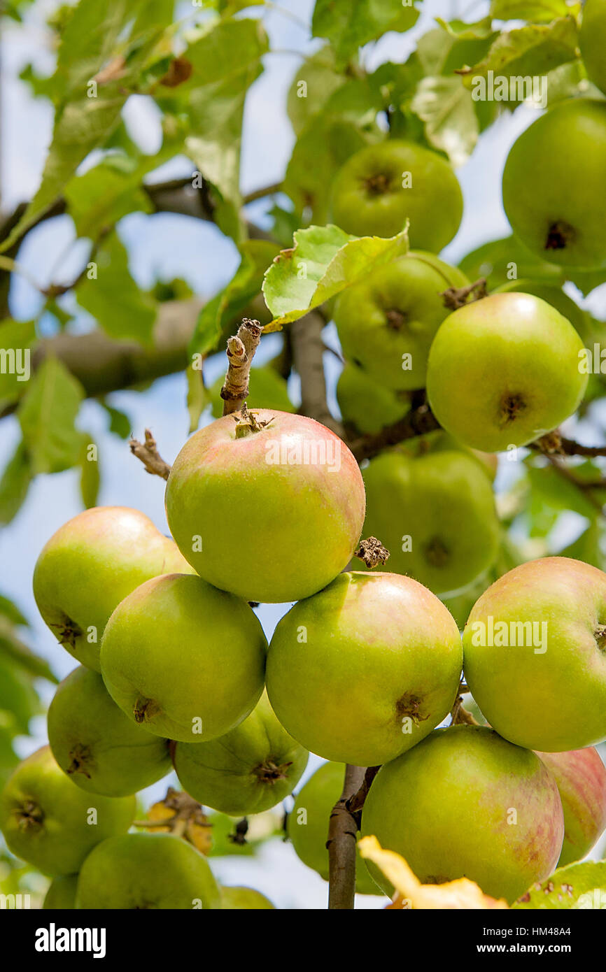 Close up of the tree branch with ripe organic apple on branch, fruit on ...