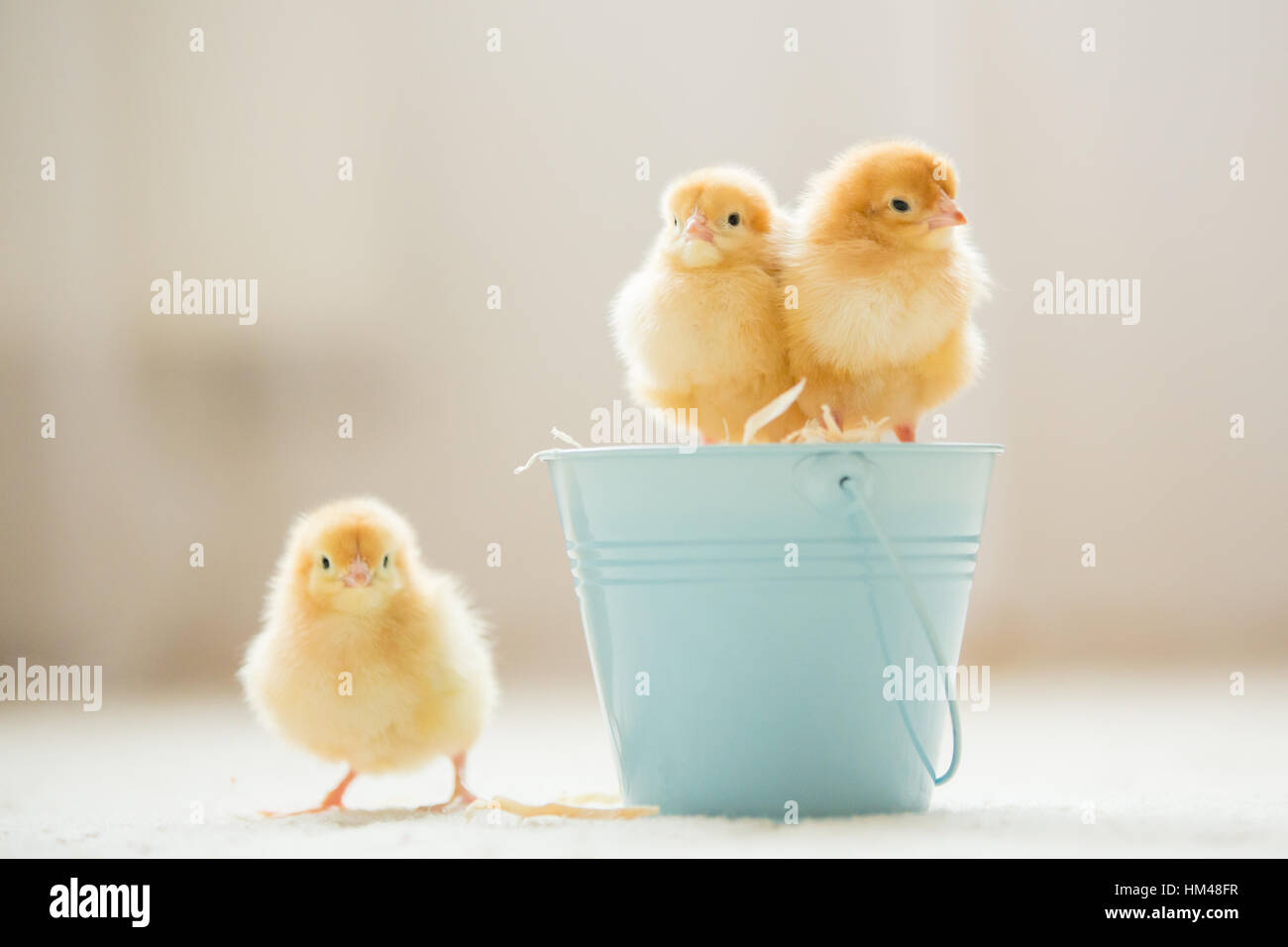 Baby chicks hi-res stock photography and images - Alamy
