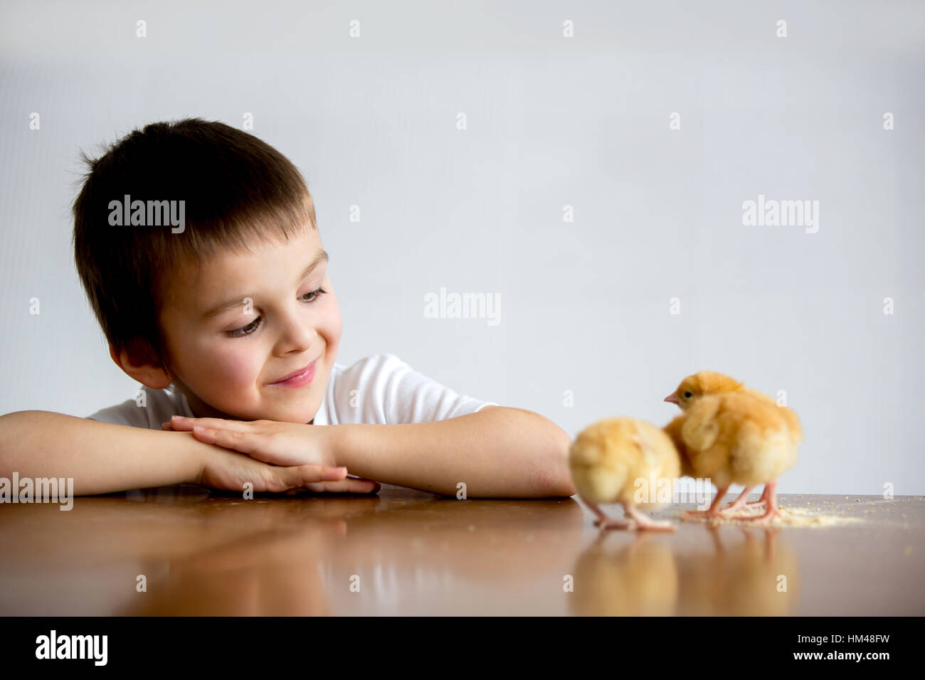 Cute sweet little child, preschool boy, playing with little chicks at ...