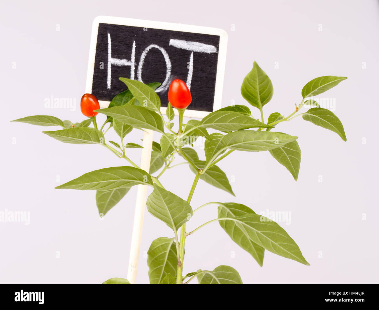 Mexican chilli sign hi-res stock photography and images - Alamy