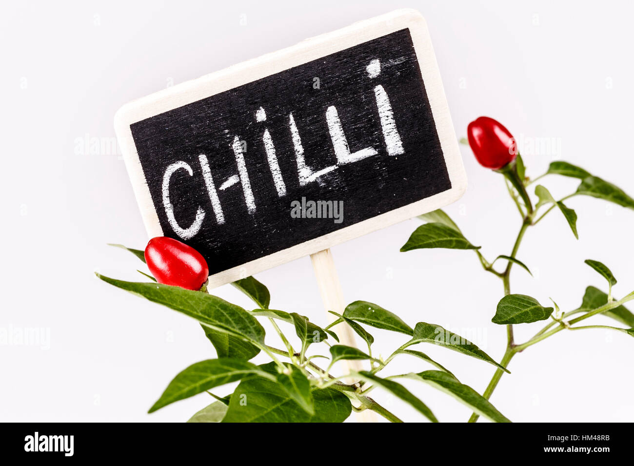 Young hot pepper or chilli with sign and text CHILLI on white Stock ...