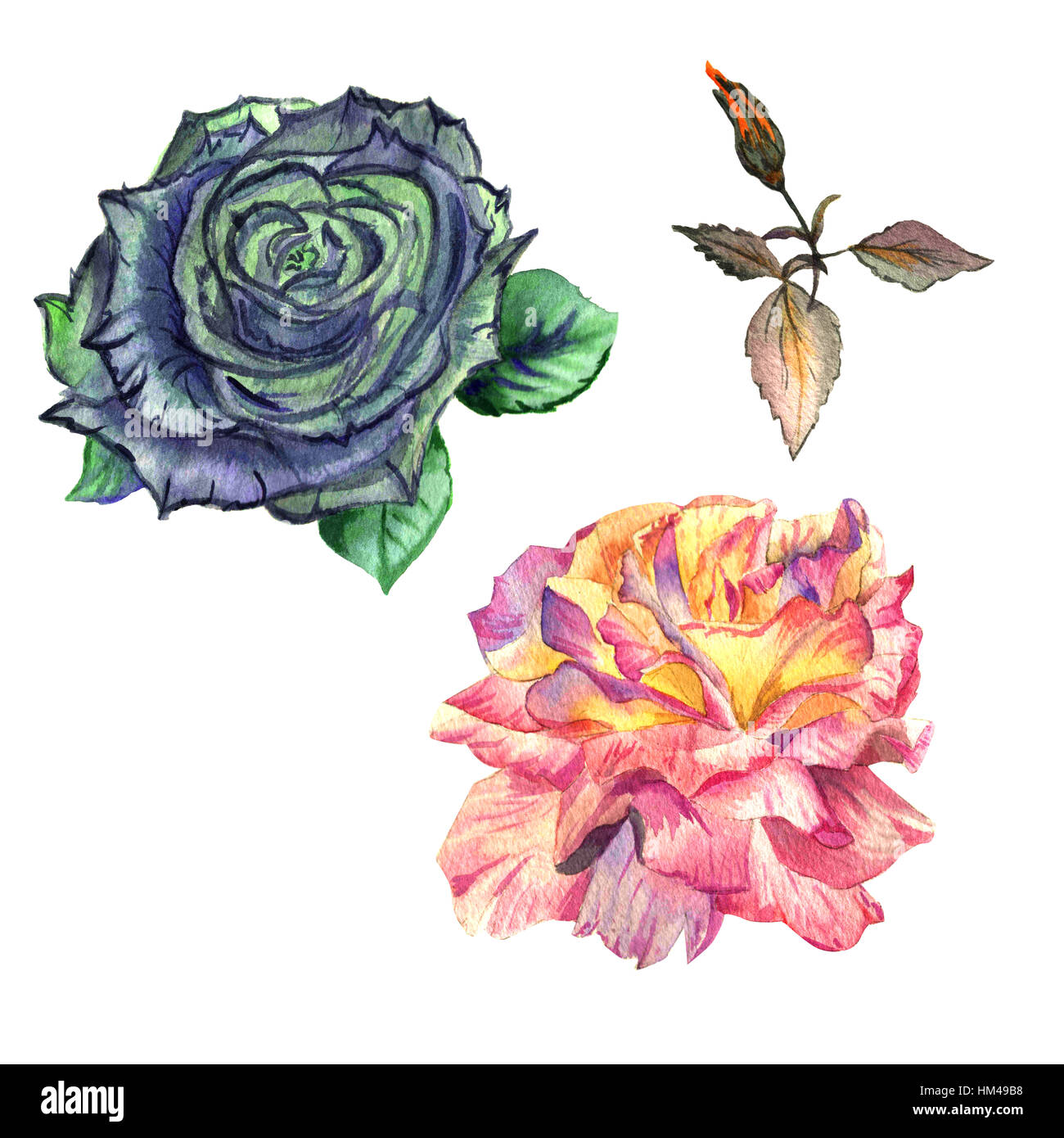 Wildflower rose flower in a watercolor style isolated Stock Photo - Alamy