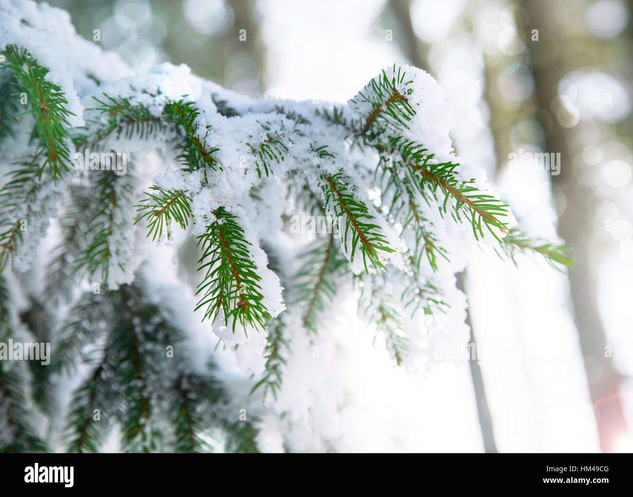 Fir tree branches covered with fresh snow outdoor winter nature scene ...