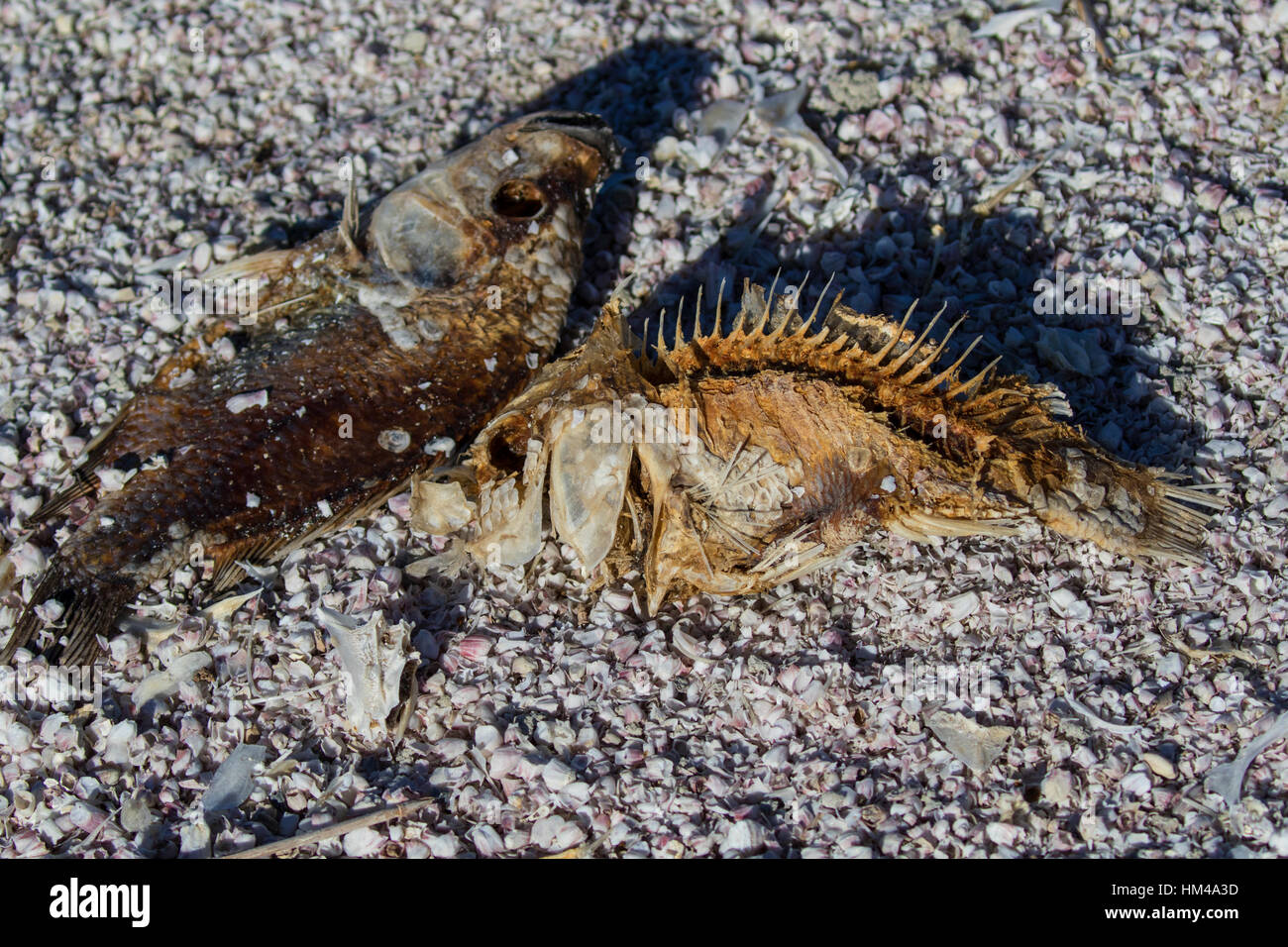 Desert drought dead fish at the Salton Sea in the California desert ...