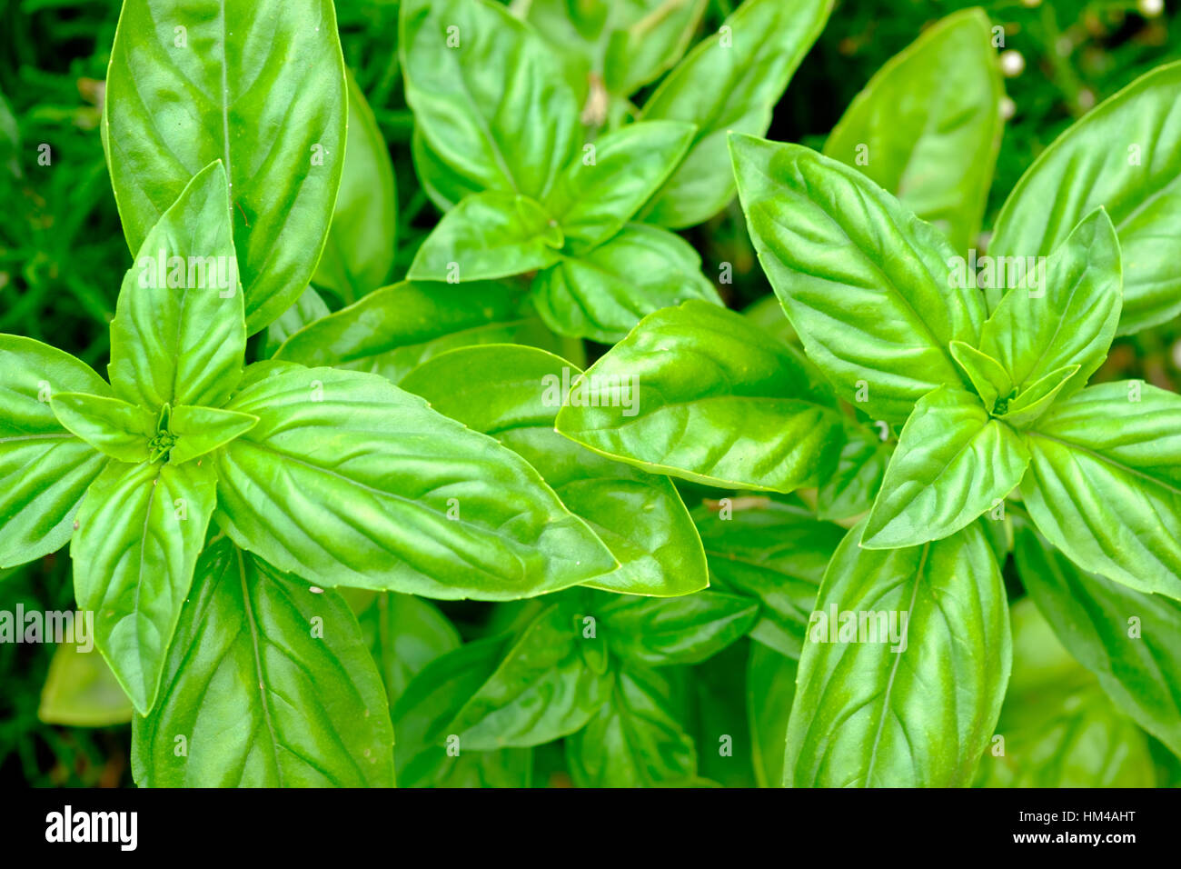 Top view herbs in garden hi-res stock photography and images - Alamy