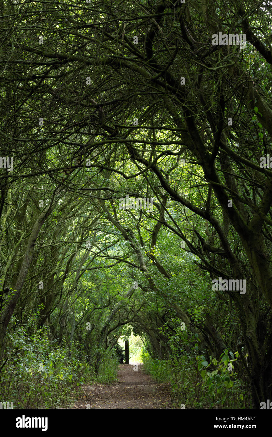 A path in autumn with a covering of fallen leaves, shaded by a tunnel ...