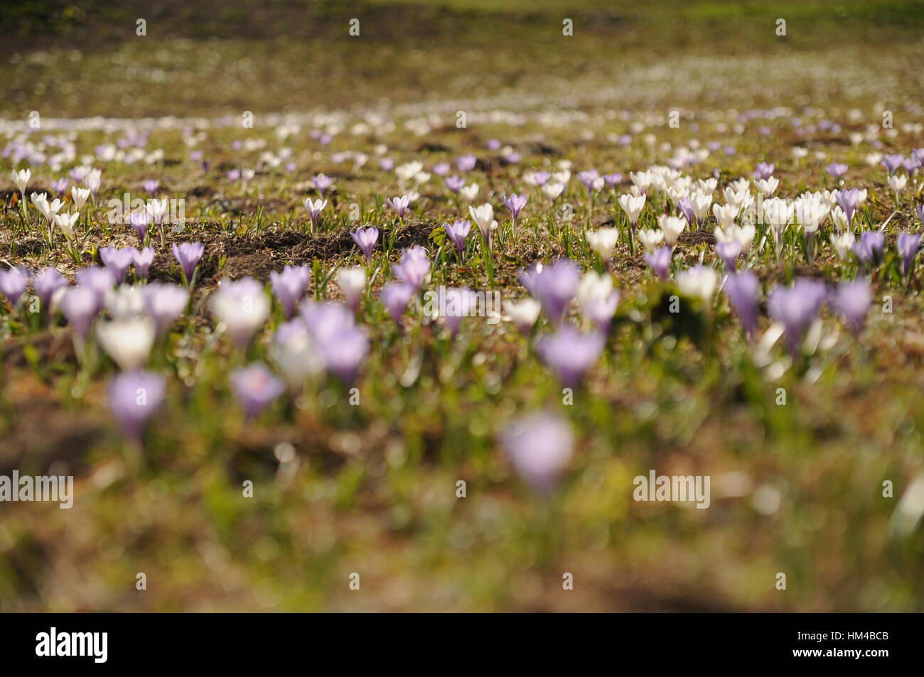 Mountain flowers in Spring time in the Alps Stock Photo - Alamy