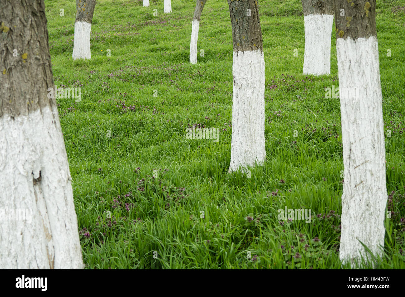 Whitewashed trunks hi-res stock photography and images - Alamy