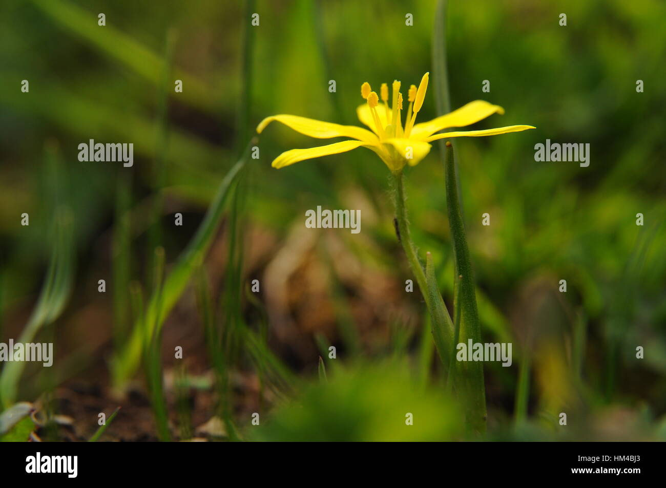 Mountain flowers in Spring time in the Alps Stock Photo - Alamy