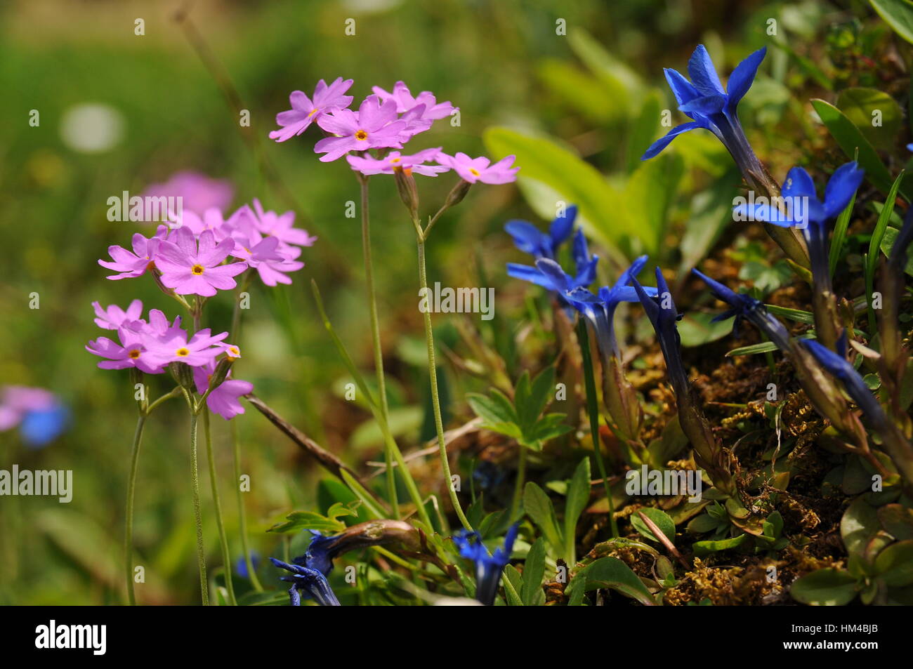 Mountain flowers in Spring time in the Alps Stock Photo - Alamy
