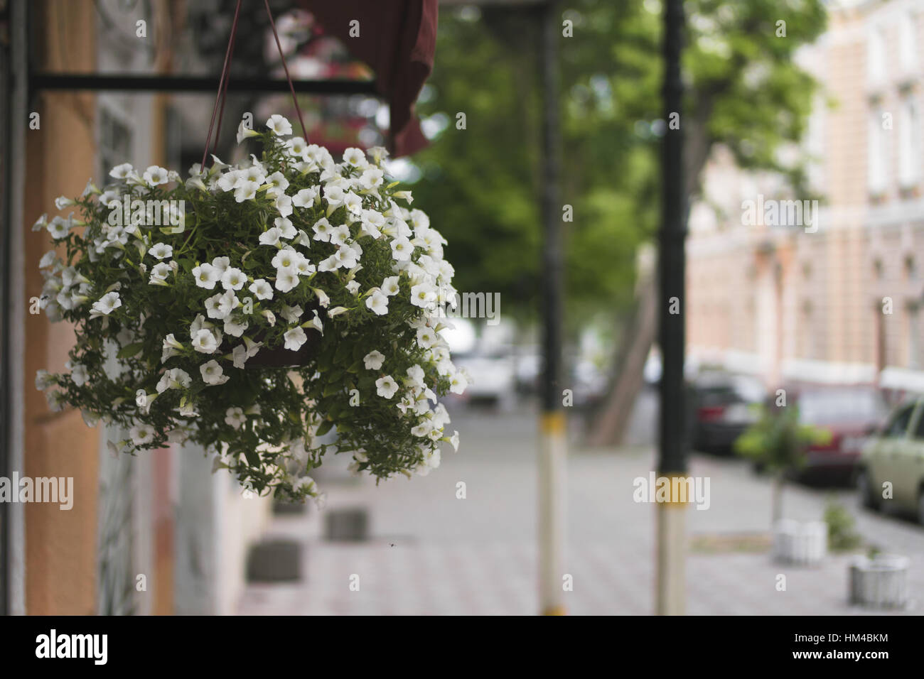 Beautiful hanging flowers hi-res stock photography and images - Alamy