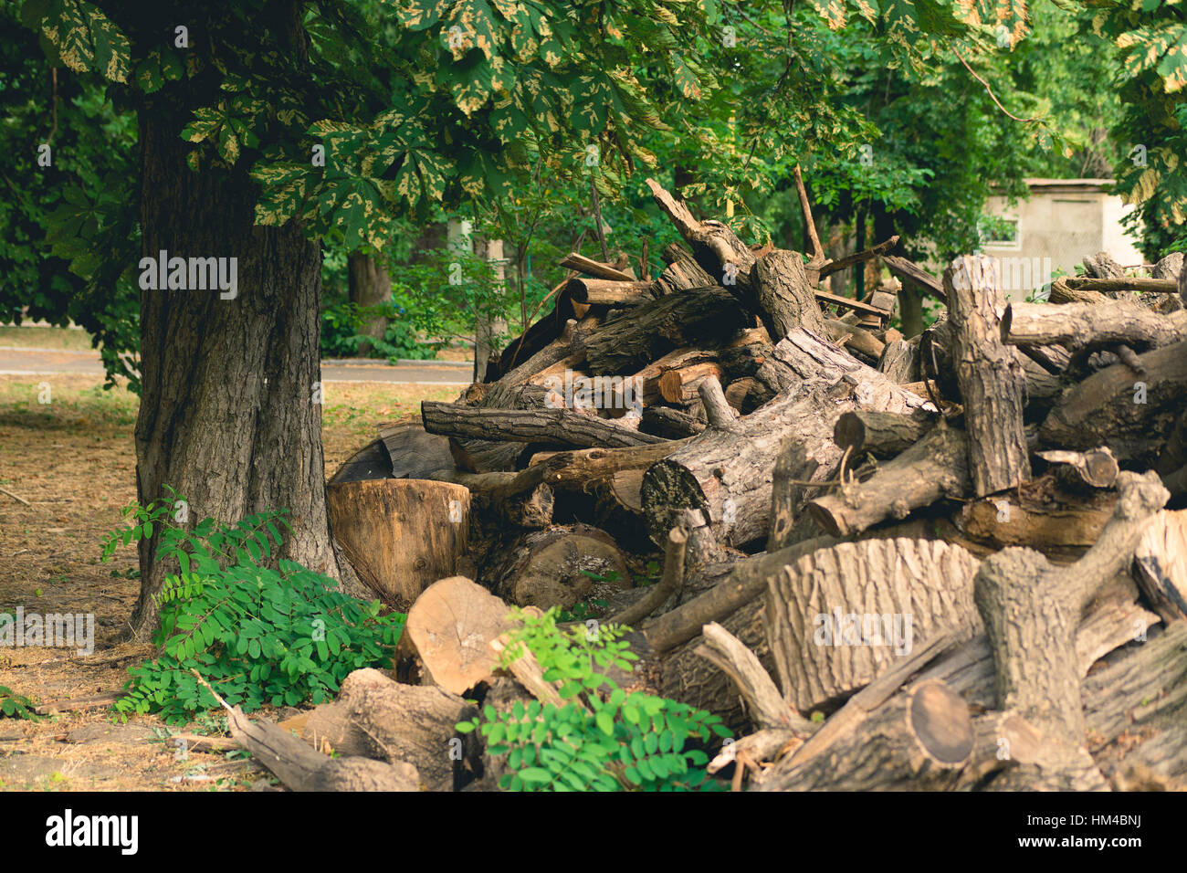 Cut branches, logs and stumps lying in the Park under a big green tree ...