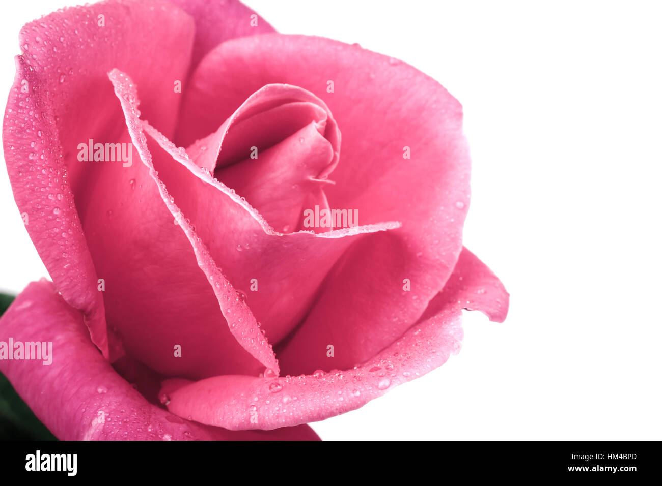 Romantic vintage rose background Stock Photo - Alamy