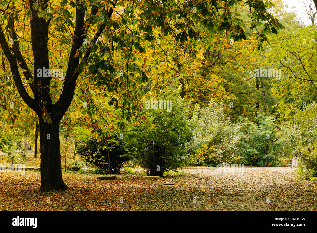 Beautiful park trees bushes grass hi-res stock photography and images ...