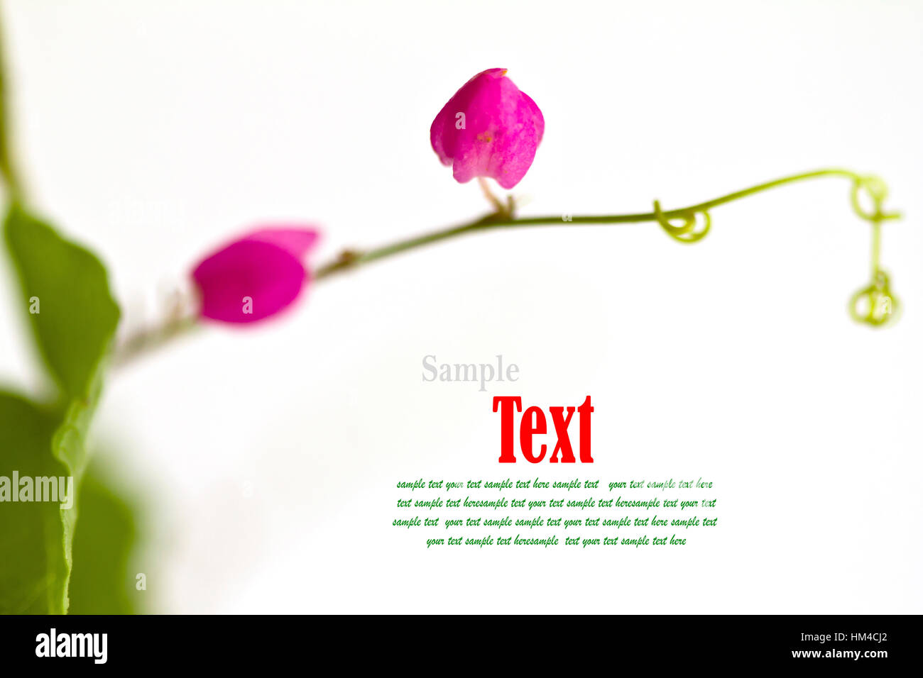 Beautiful pink flower of small weed isolated on white background Stock ...