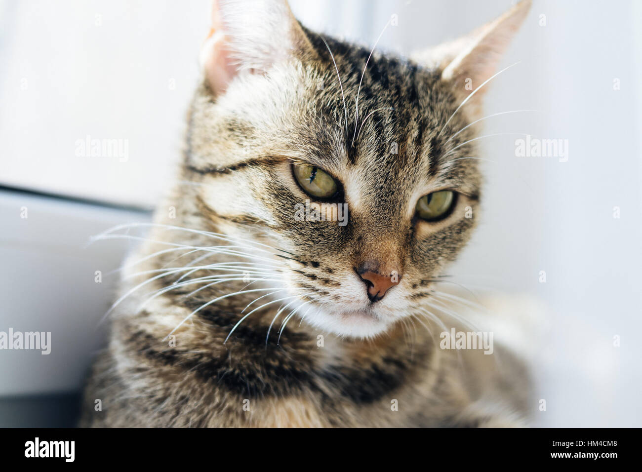 Light portrait of a cat on the window Stock Photo - Alamy