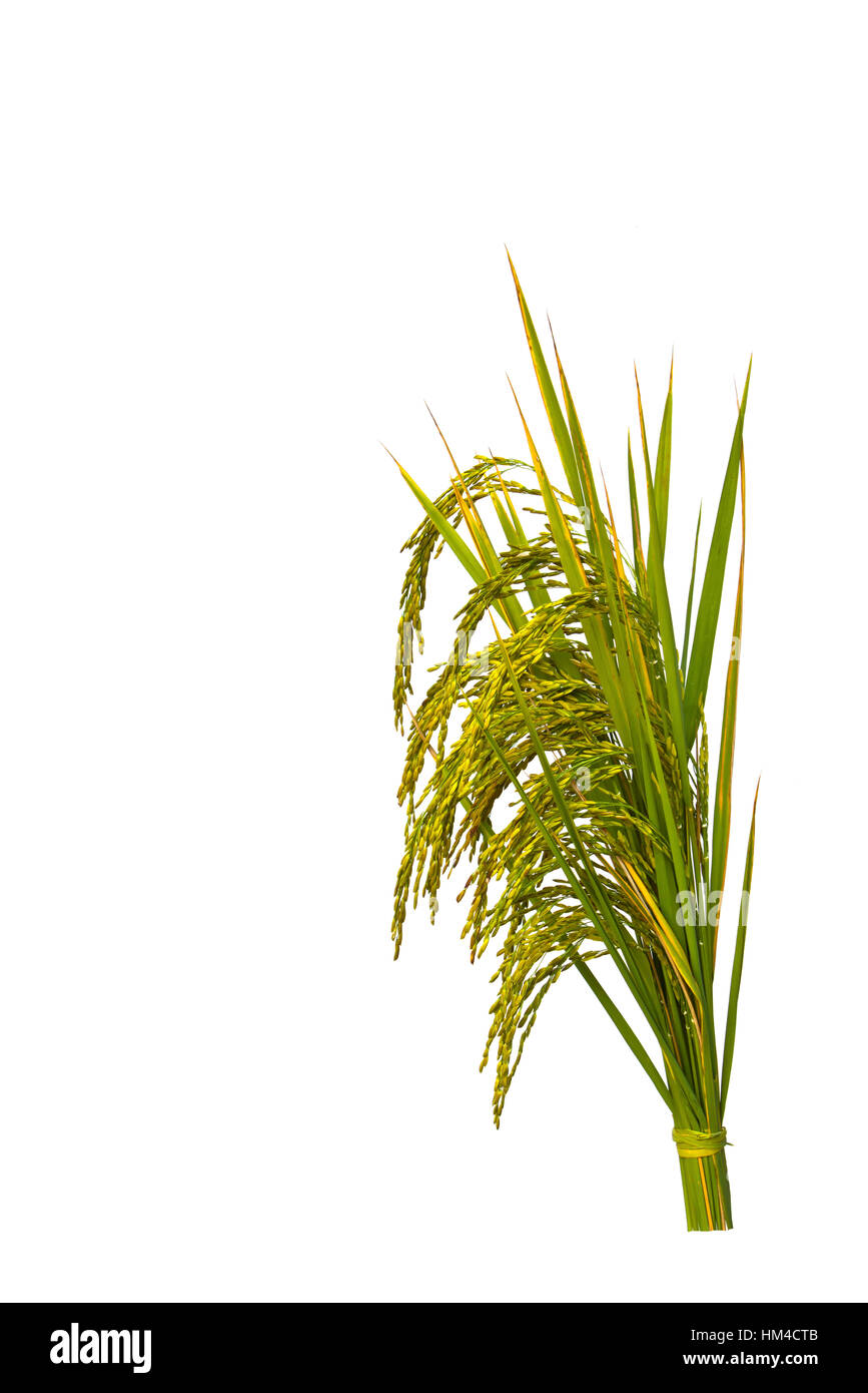 Gold paddy rice on white background Stock Photo - Alamy