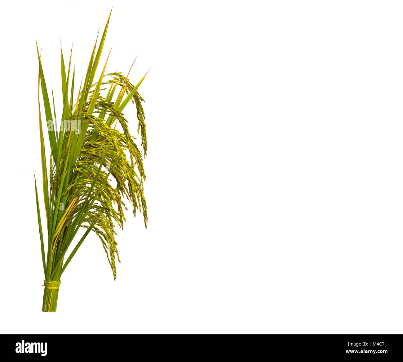 Gold Paddy Rice On White High Resolution Stock Photography and Images ...