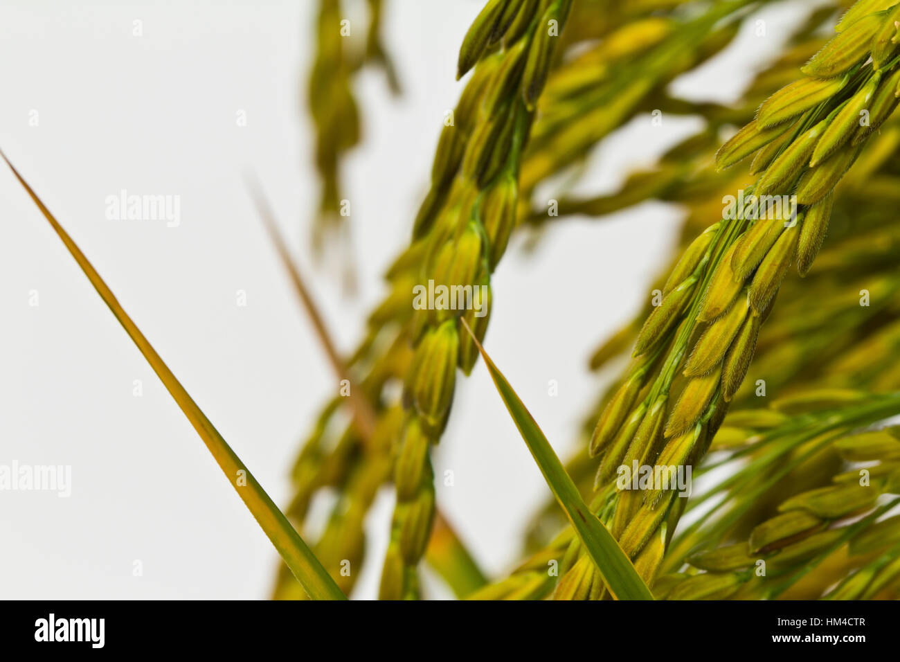 Gold paddy rice on white background Stock Photo - Alamy